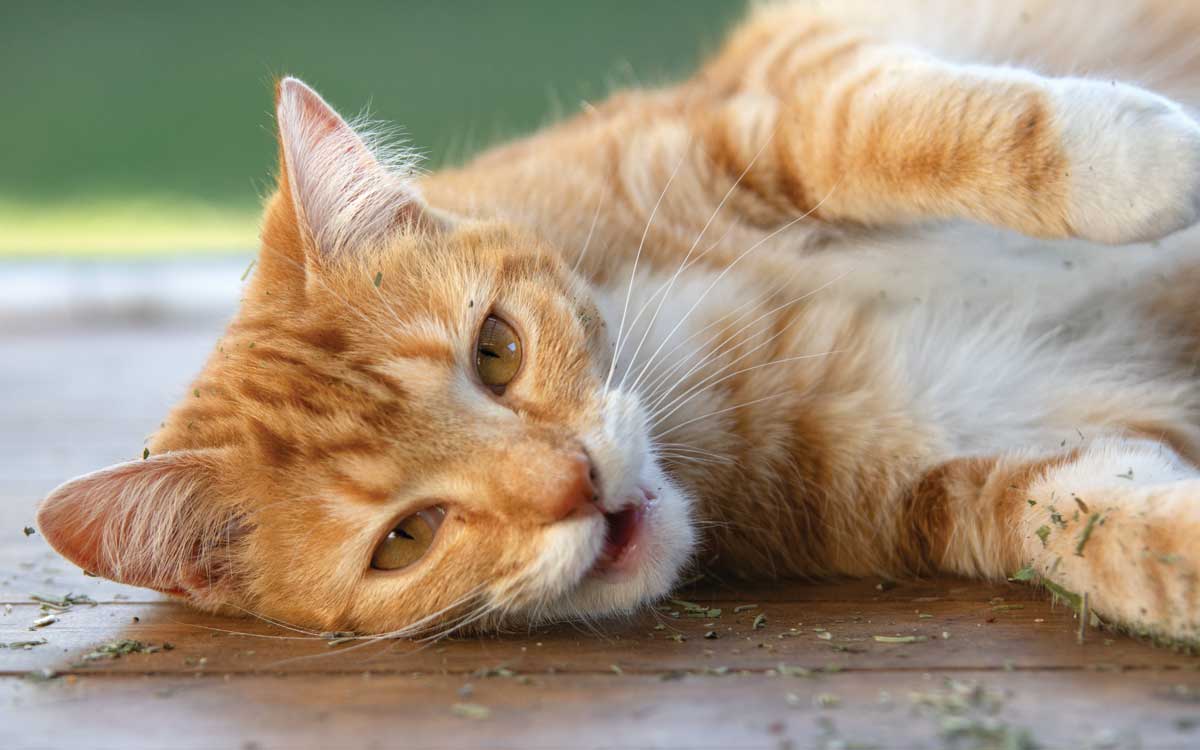 Why do cats love catnip? - Fur Family